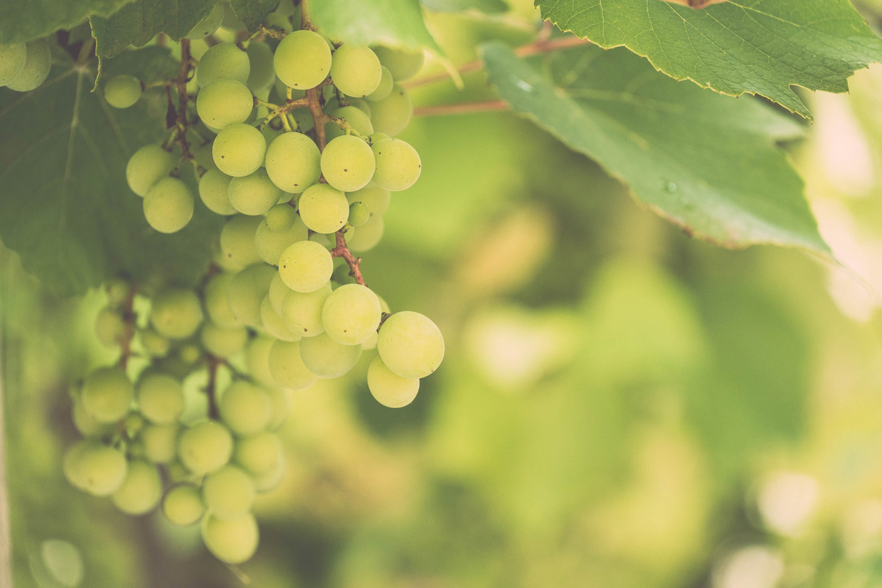 Longing for Fruitfulness in the Third Third of Life - De Pree Center