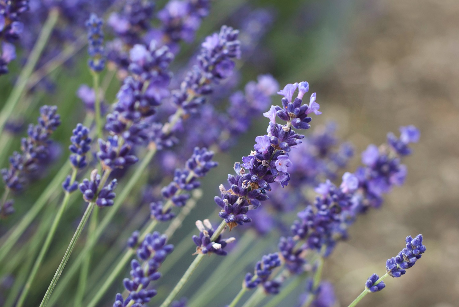 Life in the Spirit II: What Jesus Smells Like - De Pree Center